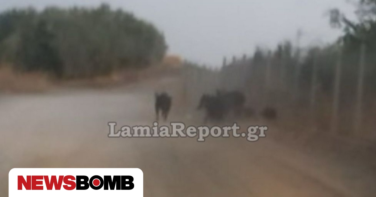 Λαμία: Αγριογούρουνα μέσα στις γραμμές του τρένου - Κίνδυνος ...