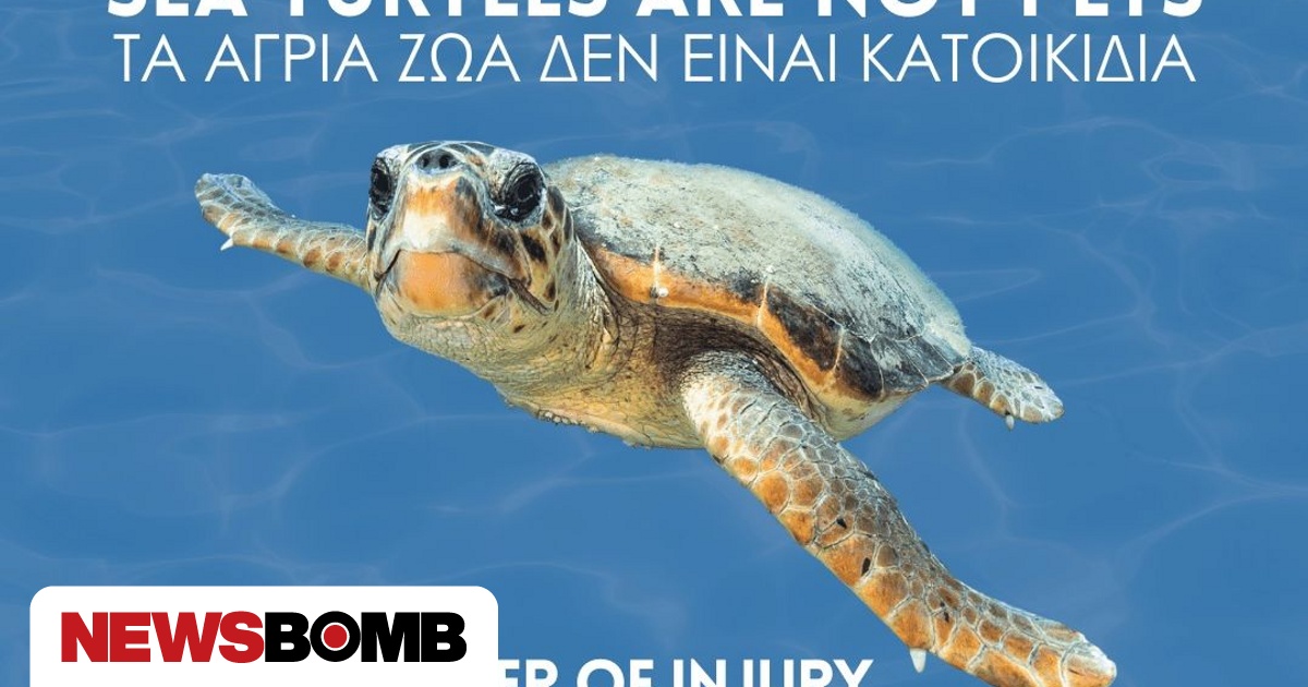 Έκκληση των ειδικών: «Μην ταΐζετε τις θαλάσσιες χελώνες - Τις βάζετε σε ...