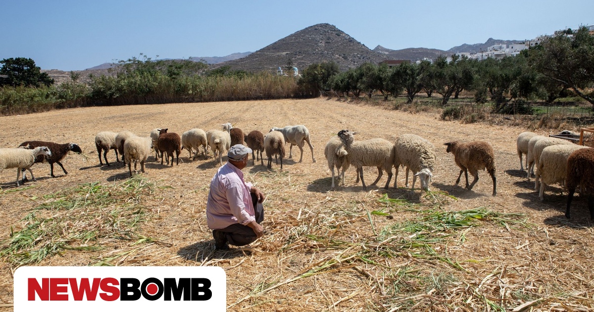 ΟΠΕΚΕΠΕ: Παράταση ως τις 20 Οκτωβρίου για τις δηλώσεις ΑΤΑΚ στην ΕΑΕ ...