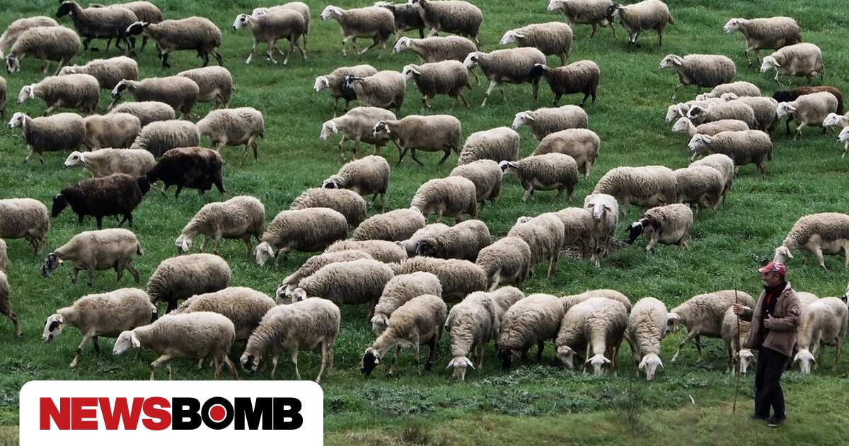 Θεσσαλονίκη: Κτηνοτρόφος στο Μικρό Μοναστήρι πέθανε από τη στενοχώρια ...