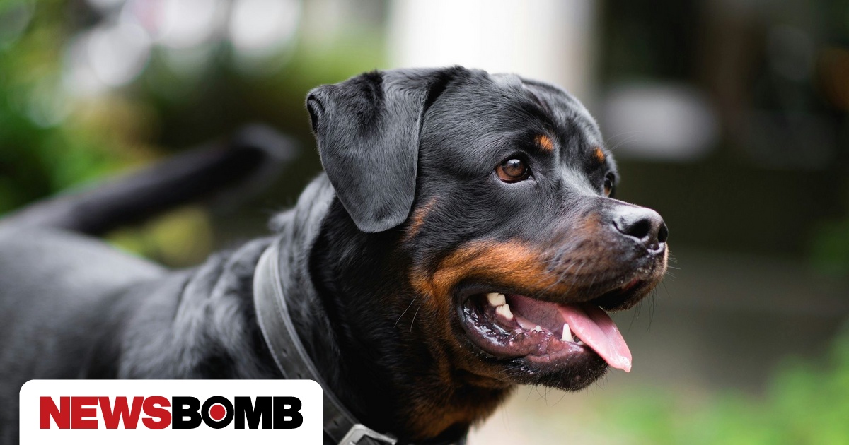 Καλαμάτα: Μεμονωμένη στιγμή, λέει ο γιος του 76χρονου για την επίθεση ...