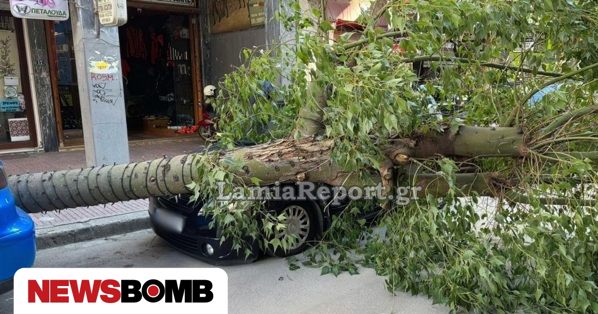 Λαμία: Δέντρο έπεσε πάνω σε σταθμευμένα αυτοκίνητα στο κέντρο της πόλης ...