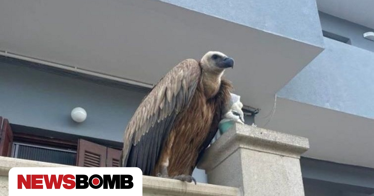 Ρέθυμνο: Ένας απρόσμενος επισκέπτης στο Γεράνι εντυπωσίασε τους ...