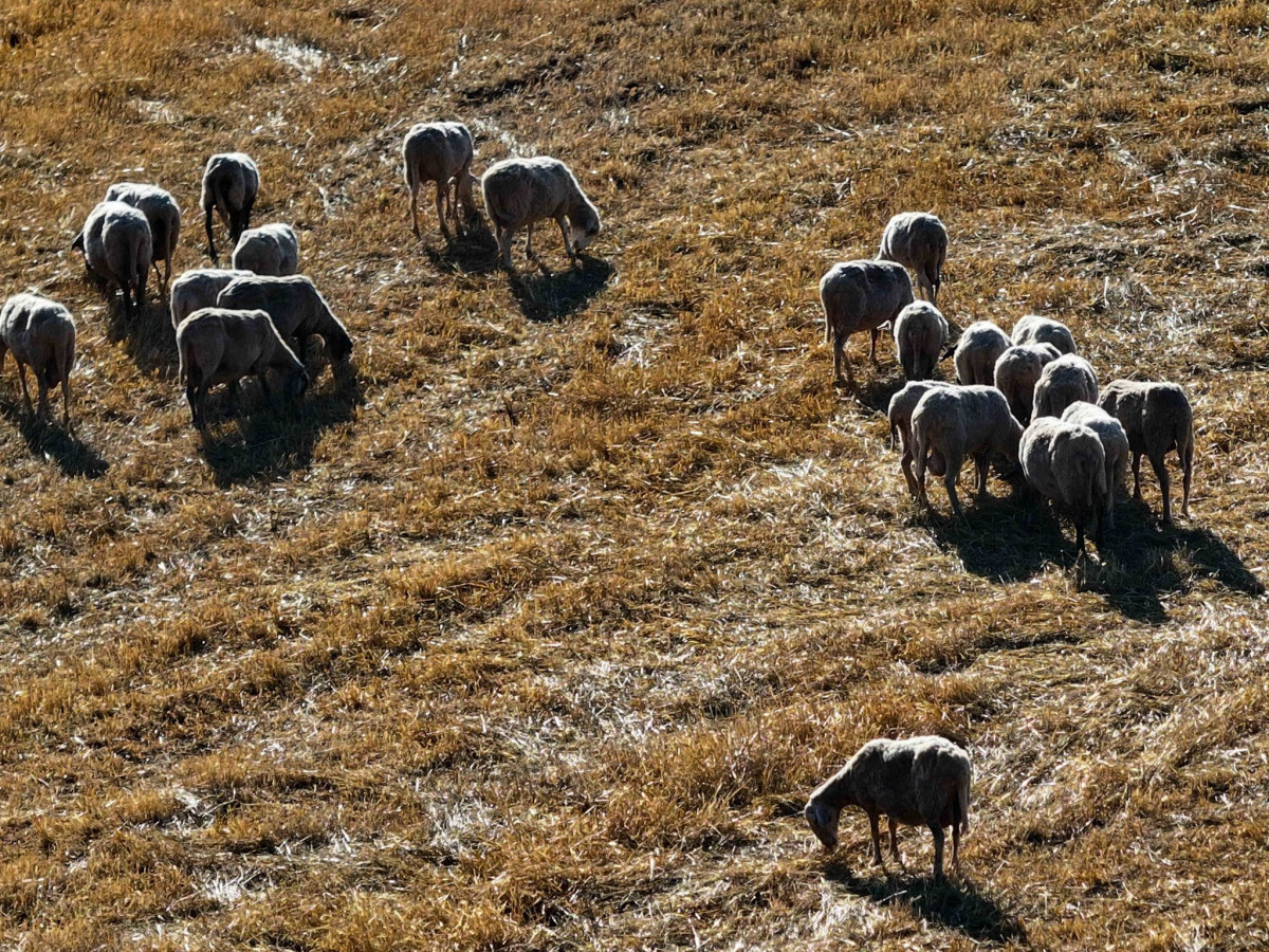 Government discusses severe sheep pox outbreak threatening livestock ...