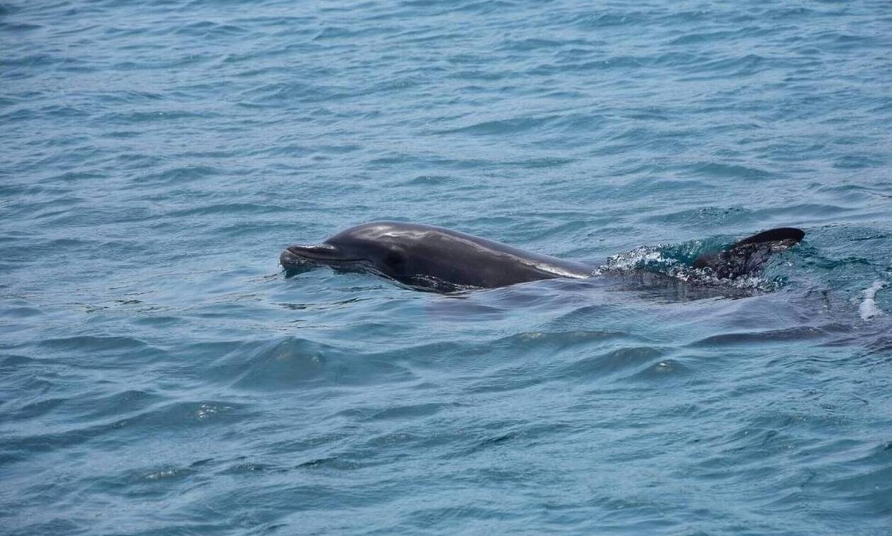 Κορινθία: Νεκρό δελφίνι ξεβράστηκε στην παραλία Λεχαίου - Newsbomb