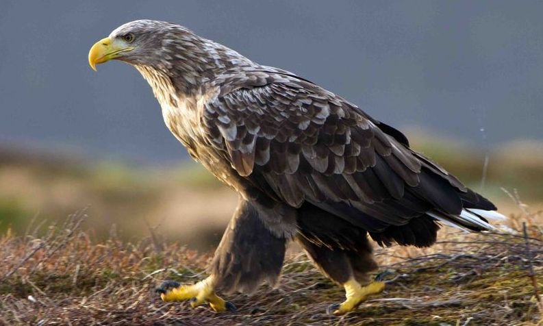 Νορβηγία: Βασιλικός αετός προσπάθησε να αρπάξει παιδί - Τον σκότωσε ...