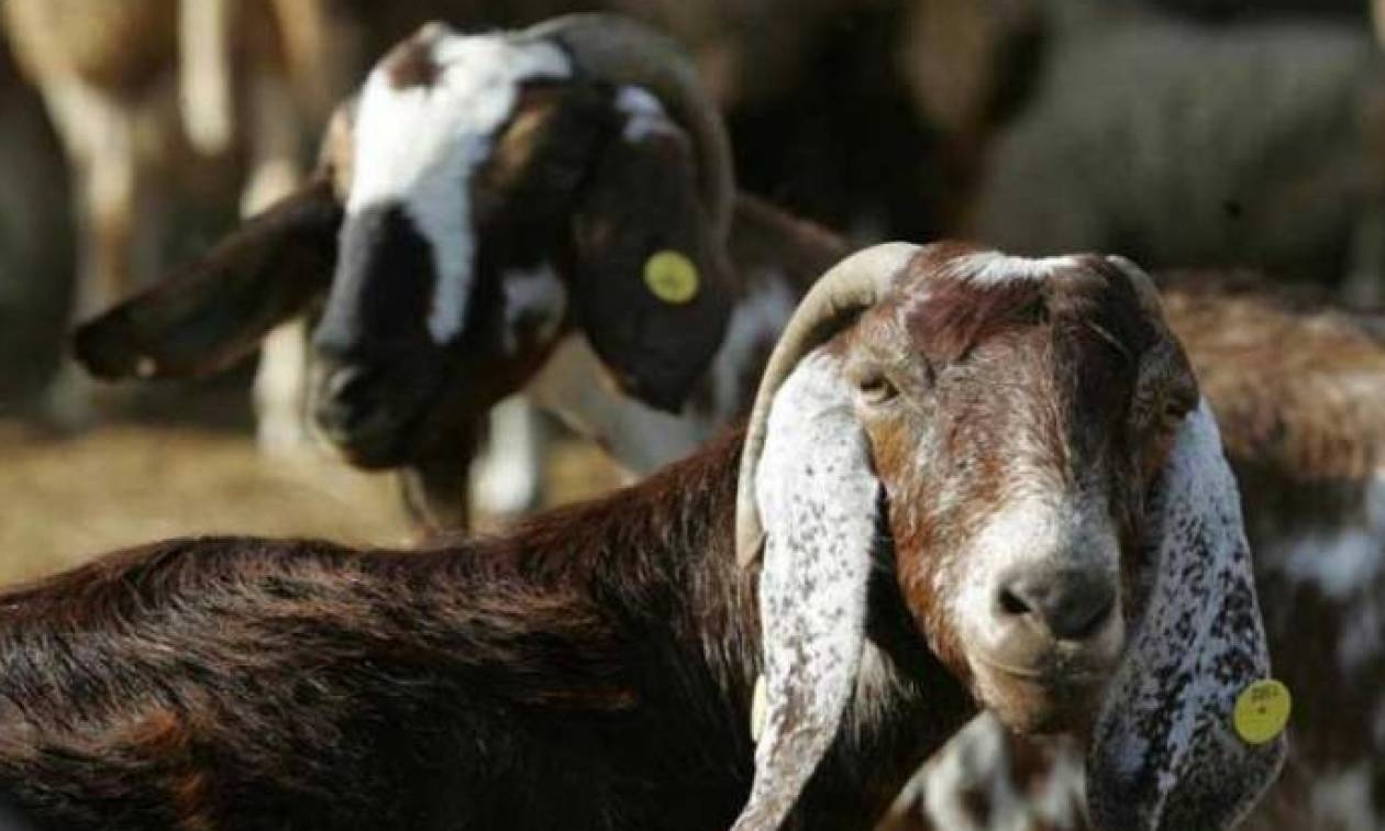 Πανώλη αιγοπροβάτων: Νέο κρούσμα στο Κυψαλοχώρι Λάρισας – Οι νέες ζώνες ...