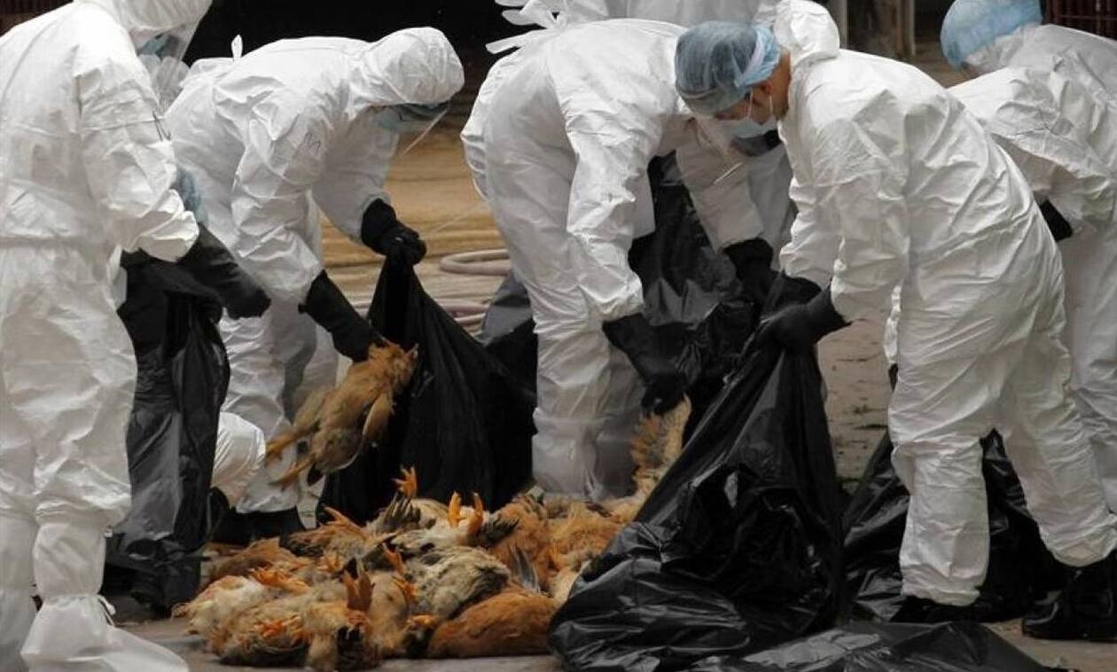 Τρόμος στην Ευρώπη: Επέστρεψε η γρίπη των πουλερικών - 27.000 ...