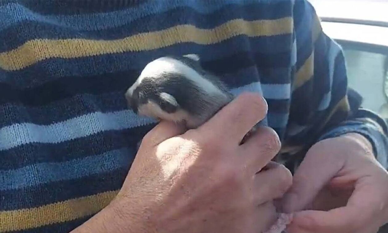 Κρήτη: Βρήκαν νεογέννητο άρκαλο στα σκουπίδια! - Newsbomb