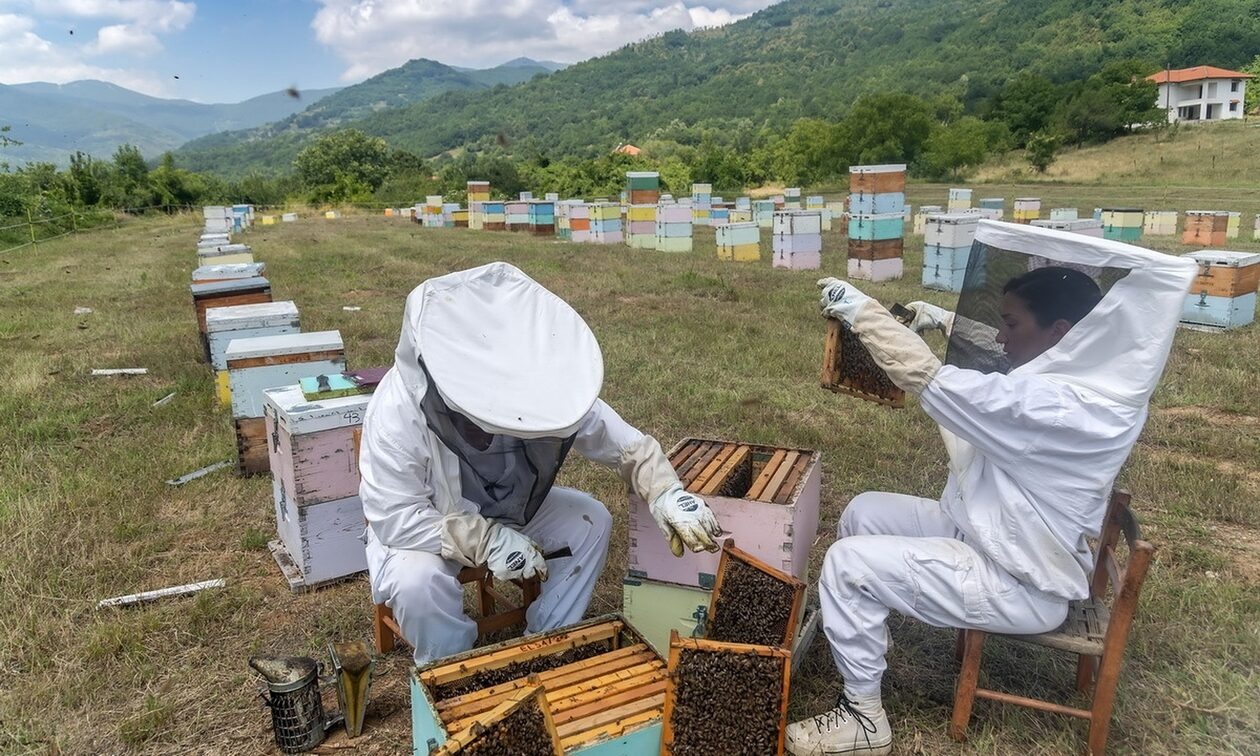 ΔΥΠΑ: Νέο πρόγραμμα κατάρτισης ανέργων στη μελισσοκομία - Newsbomb