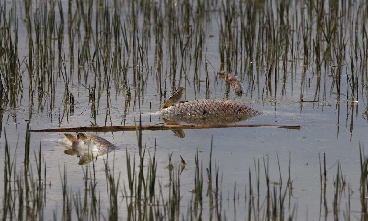 Εκπέμπει SOS η λίμνη Κάρλα – Νεκρά ψάρια ξεβράζονται στη λίμνη - Newsbomb