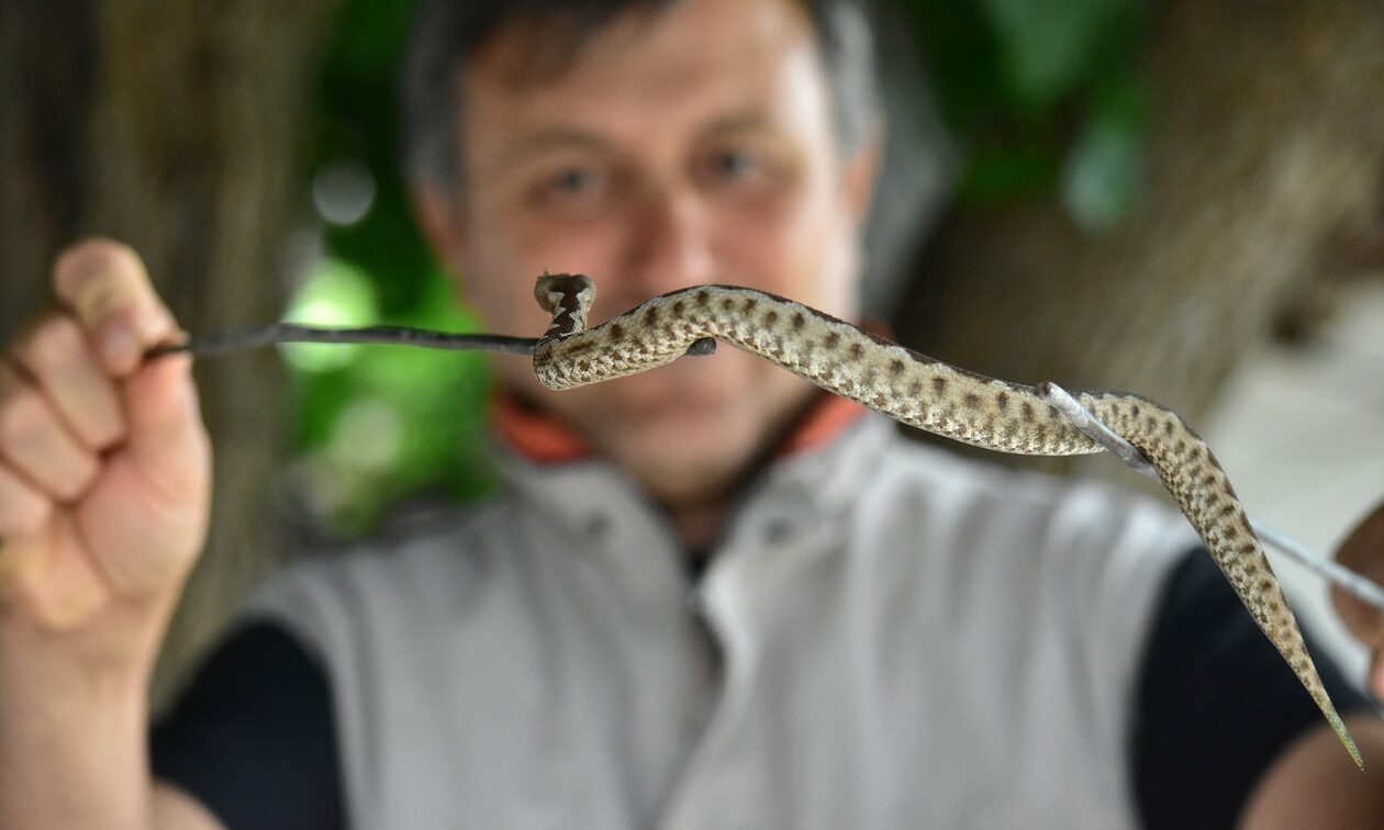 Τι πρέπει να κάνω αν με δαγκώσει φίδι – Οδηγίες για πρώτες βοήθειες ...