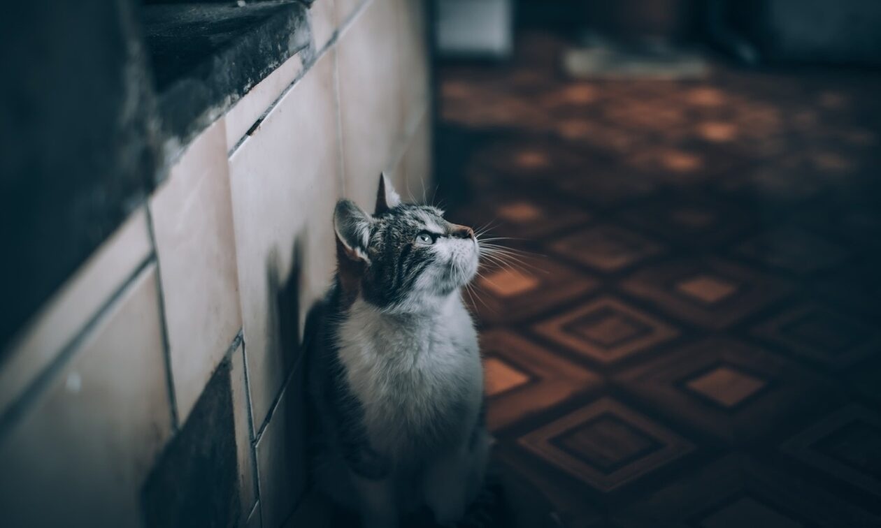 Φρίκη στο Βέλγιο: 75 γάτες και τρεις σκύλοι βρέθηκαν σε σπίτι μέσα σε καταψύκτες - Newsbomb