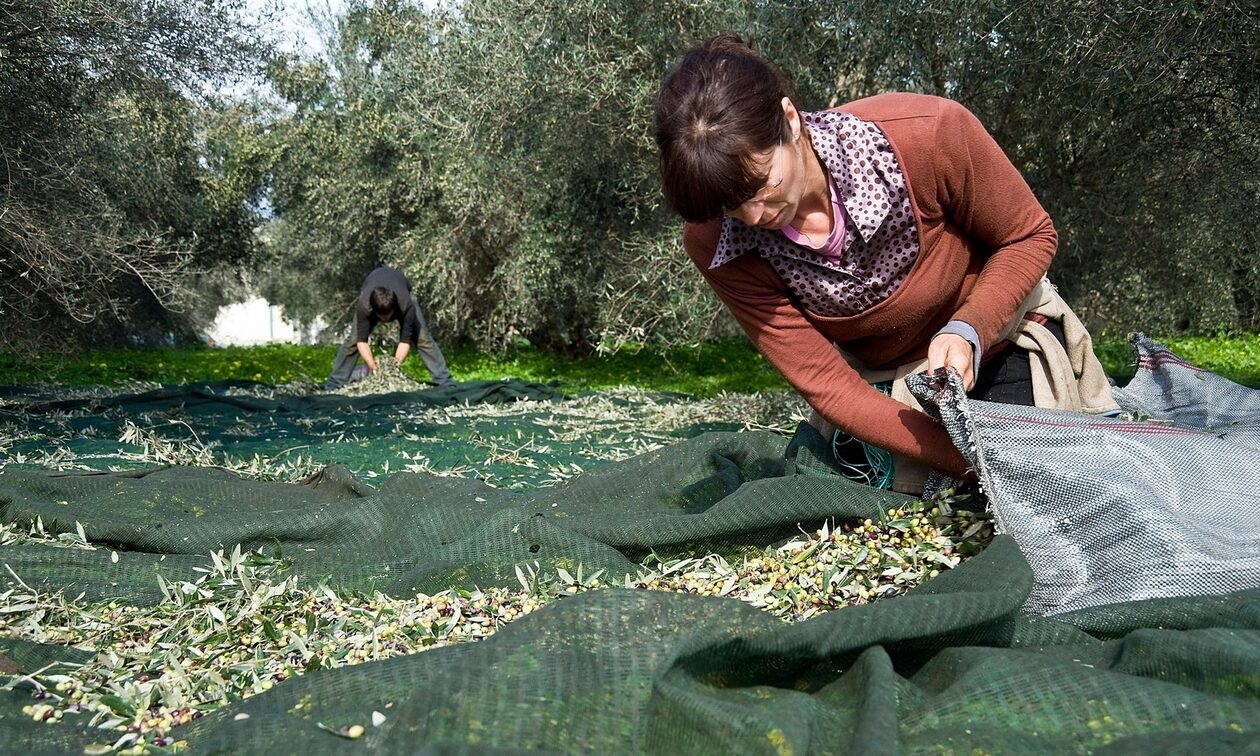Σε απόγνωση οι ελαιοπαραγωγοί της Μυτιλήνης για την ακαρπία στην ελιά ...