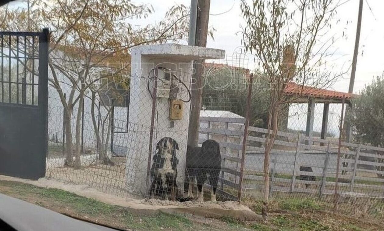 Θεσσαλονίκη: Ελεύθερα χωρίς έλεγχο κυκλοφορούσαν τα σκυλιά που ...