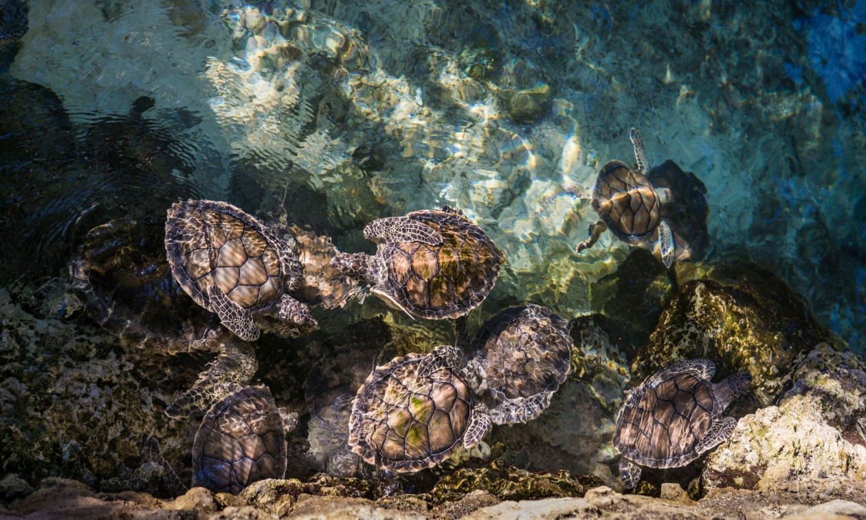 Φολέγανδρος: Συγκινητικό βίντεο με διασώστη να κάνει ΚΑΡΠΑ σε ένα χελωνάκι - Έσωσε ακόμη 22 ...