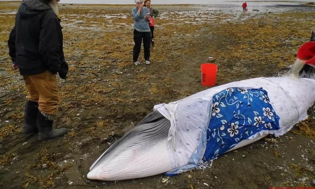 Αλάσκα: Ντόπιοι διέσωσαν φάλαινα που είχε ξεβραστεί στην ακτή για έξι ...