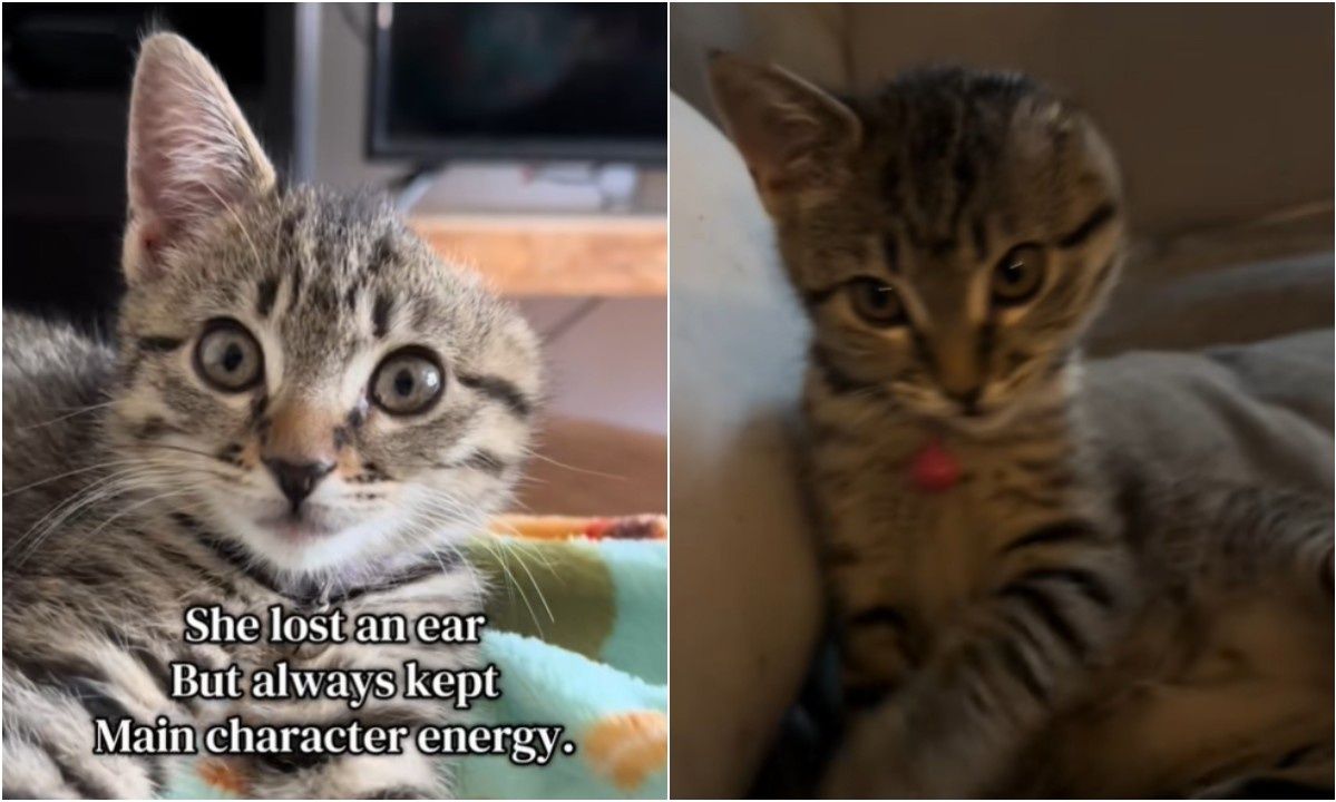 Η ιστορία της Βίνι: Το γλυκό γατάκι με το ένα αυτί που έχει «λιώσει» το ...