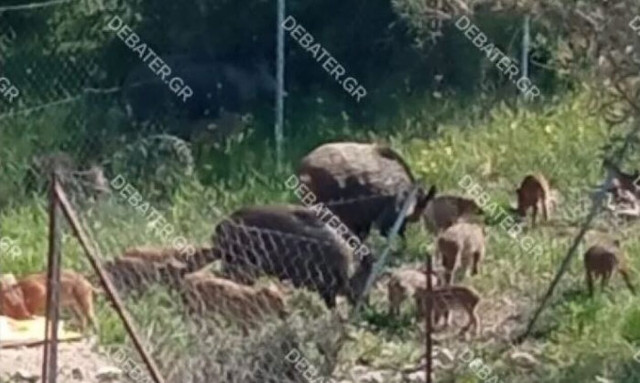 Οικογένεια αγριογούρουνων κάνει βόλτες στους Θρακομακεδόνες – Βίντεο ...